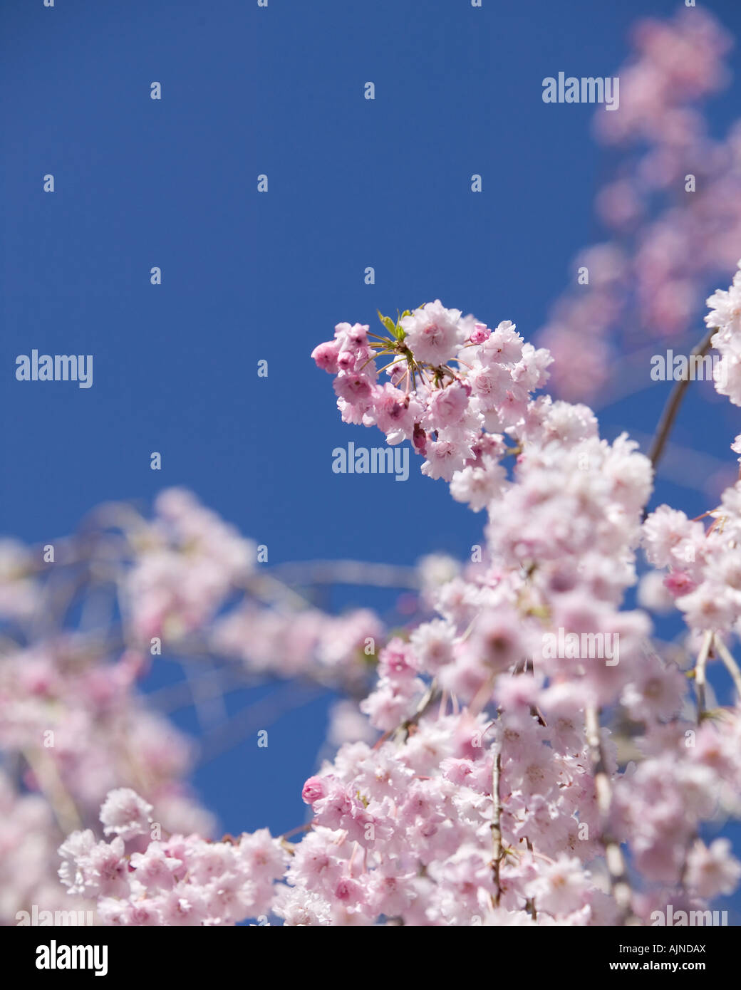 New England garden spring blooms Stock Photo - Alamy