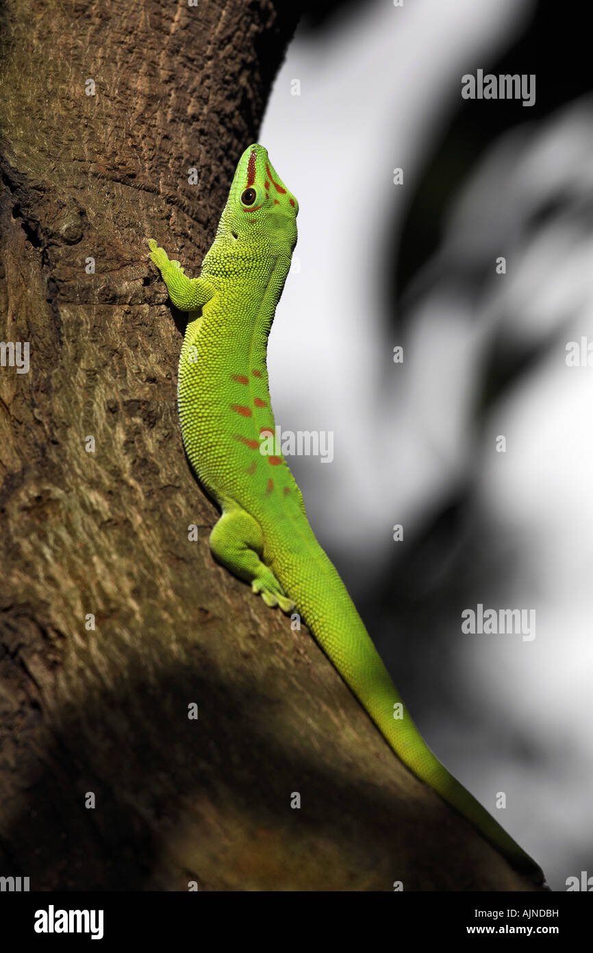 Gecko profile on tree hi-res stock photography and images - Alamy