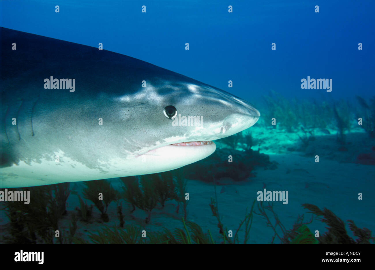 Tiger Shark Side View