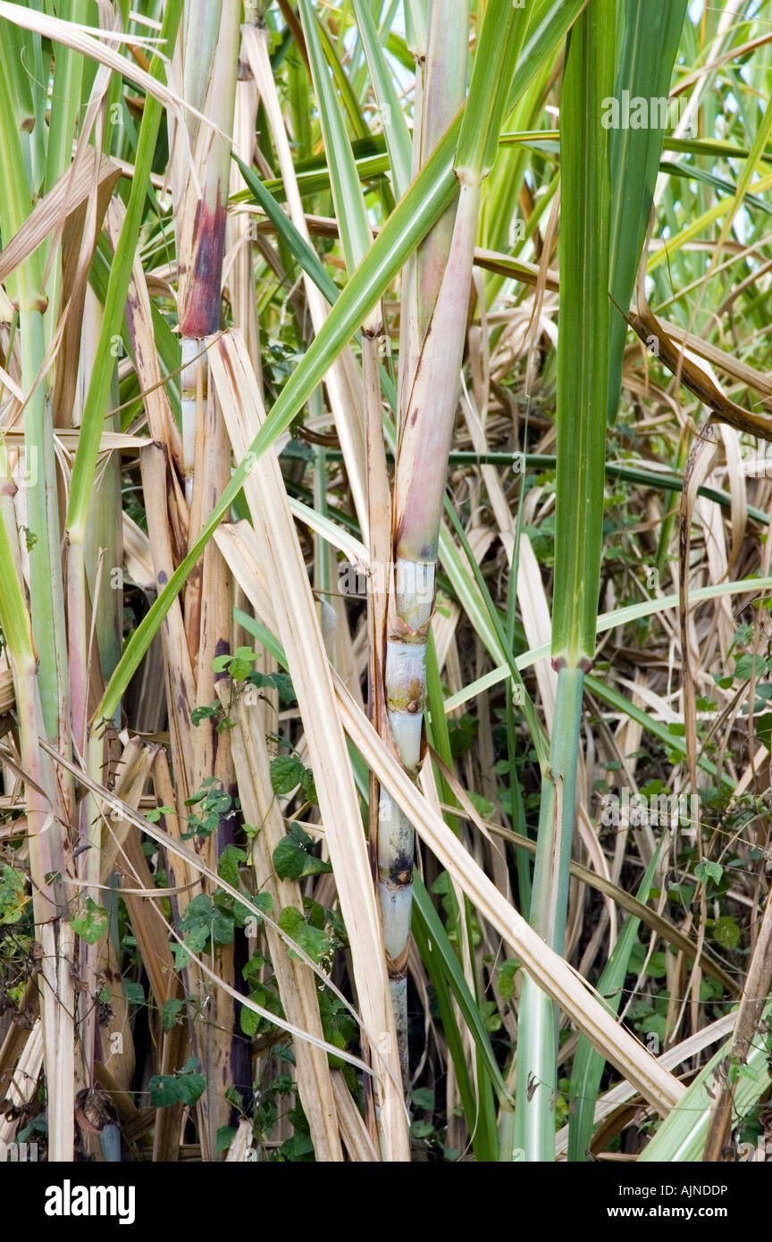 Sugar cane growing on the Caribbean Island of Barbados Stock Photo - Alamy