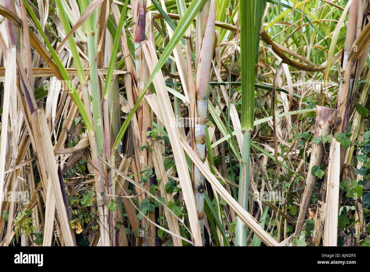 Sugar cane growing on the Caribbean Island of Barbados Stock Photo - Alamy
