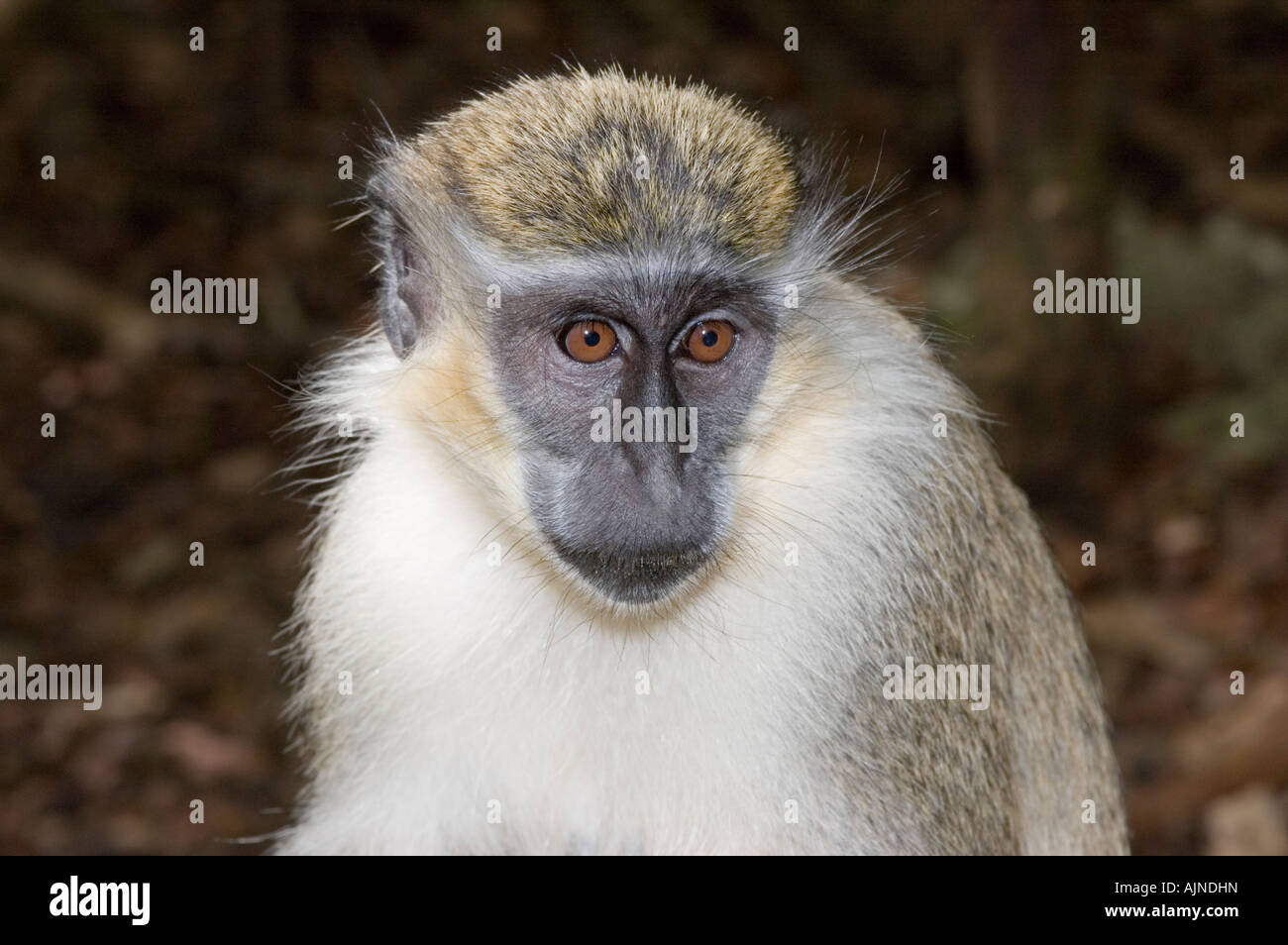 Green monkey hi-res stock photography and images - Alamy