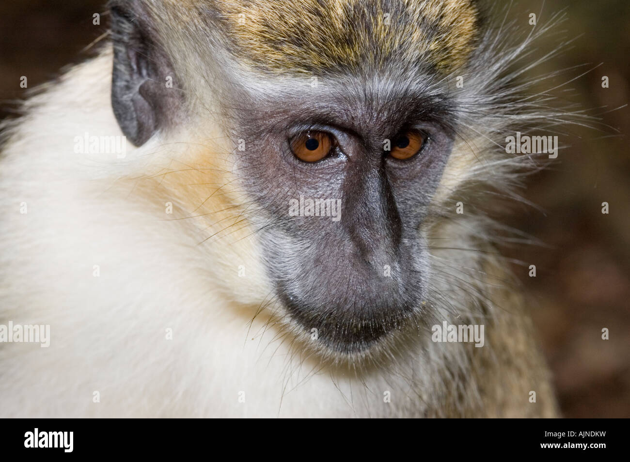 Green monkey hi-res stock photography and images - Alamy