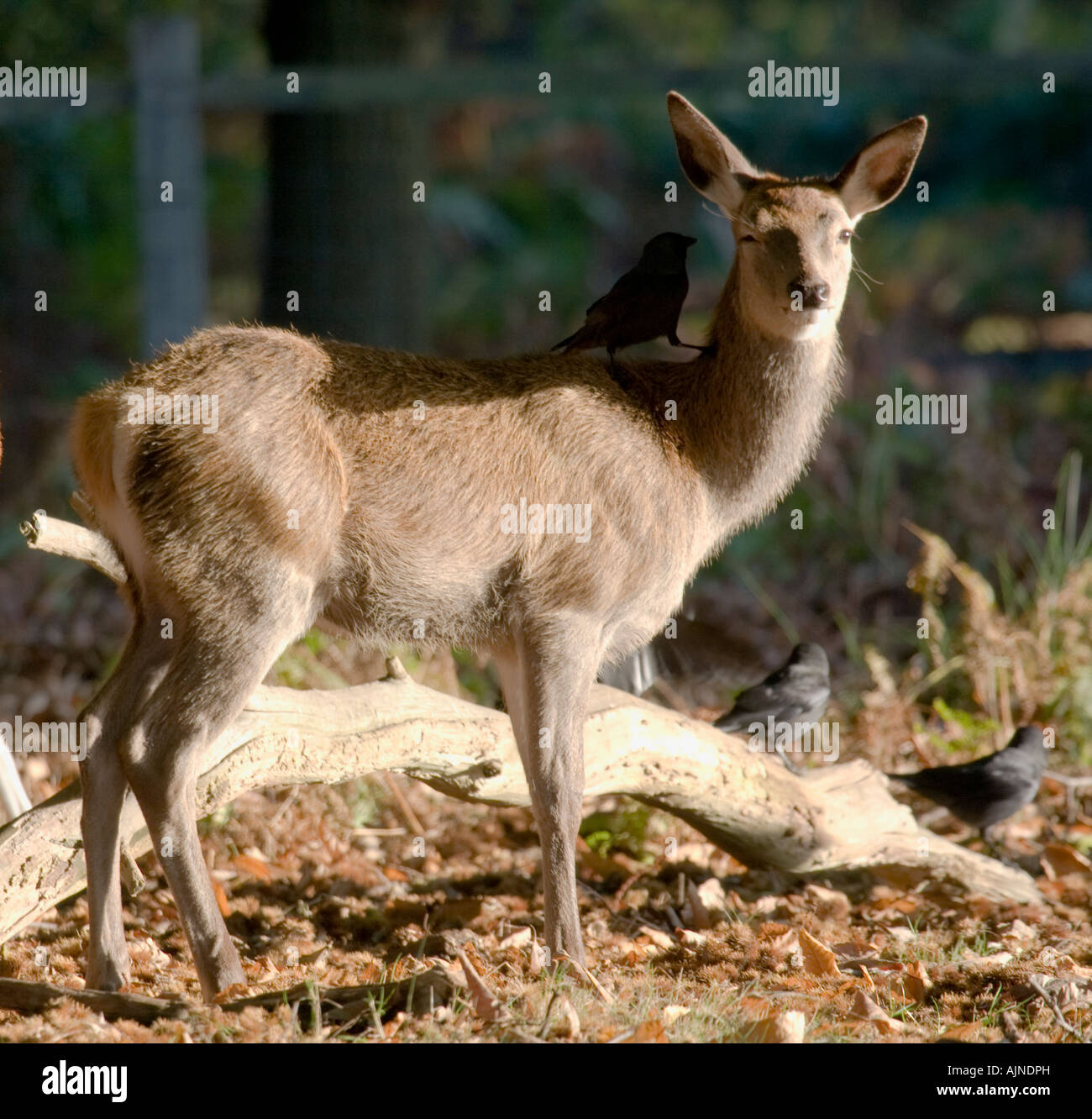 Deer fawn and crows Stock Photo - Alamy