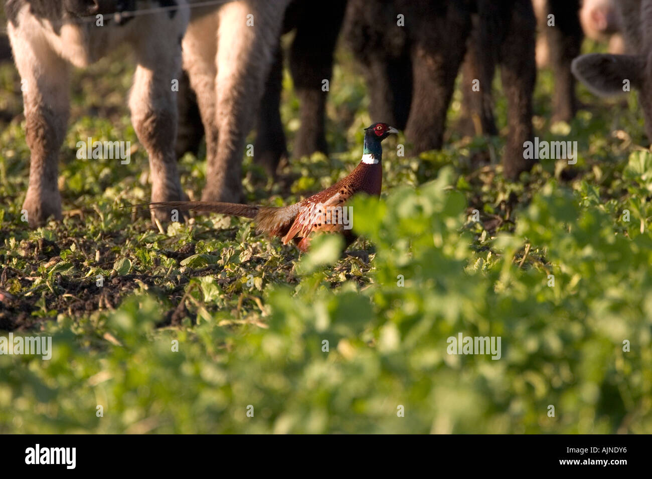 Pheasant crossing field in front of cattle Stock Photo - Alamy