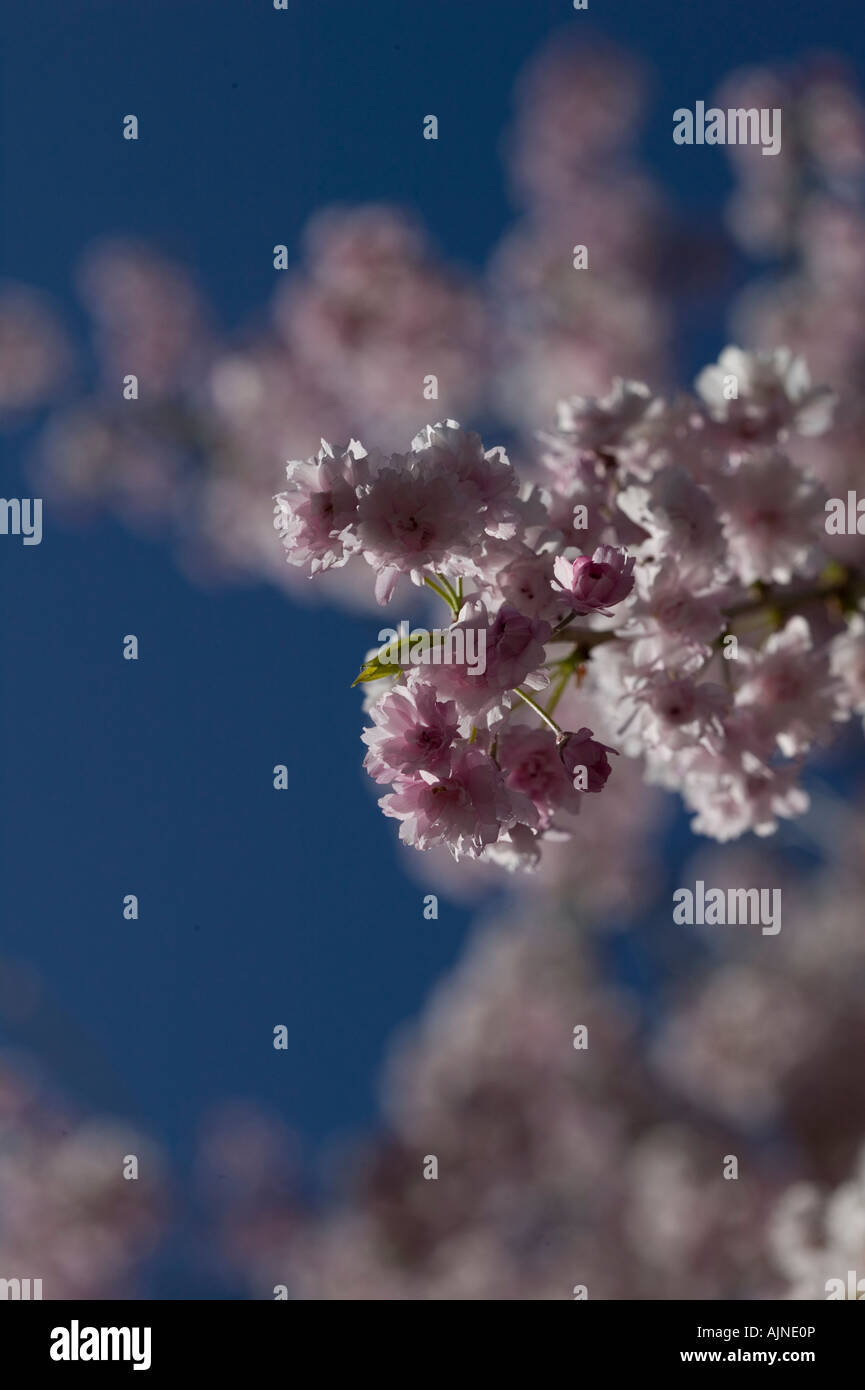 New England garden spring blooms Stock Photo - Alamy