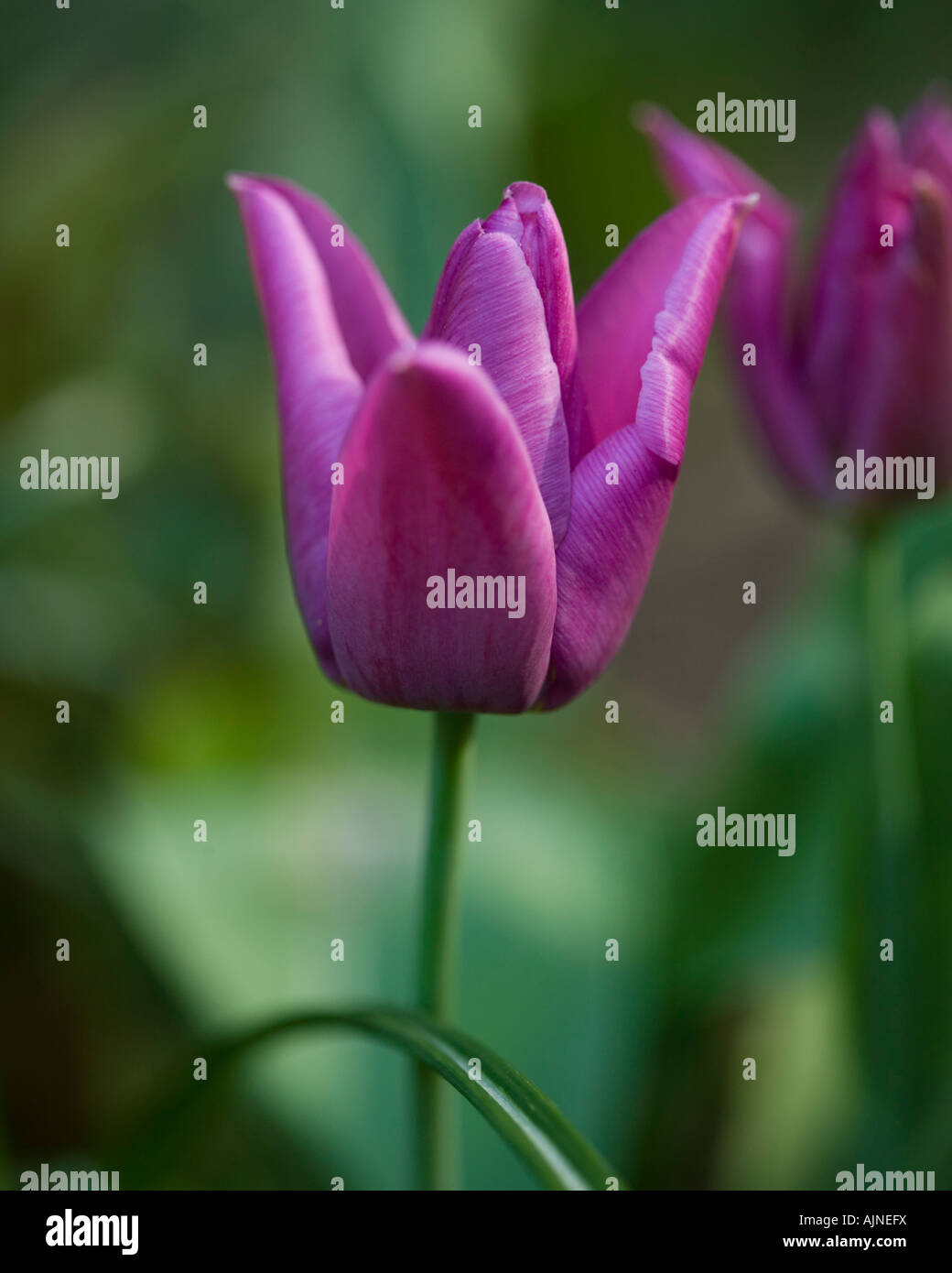 New England garden spring blooms Stock Photo - Alamy