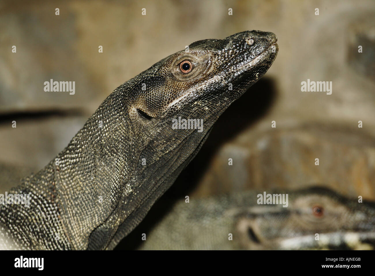 Lace Monitor Varanus Varius Australia Tree Goanna Stock Photo - Alamy