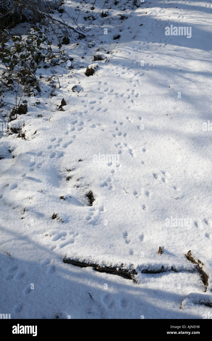 Rabbit Footprints Snow Uk Stock Photos & Rabbit Footprints Snow Uk ...