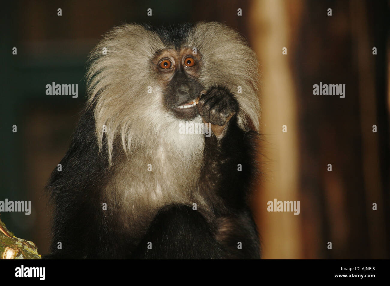 Lion tailed Macaque Macaca silenusSouth India Stock Photo - Alamy