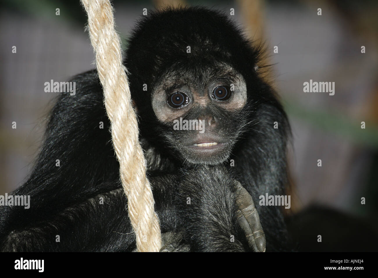 Colombian black faced spider hi-res stock photography and images - Alamy