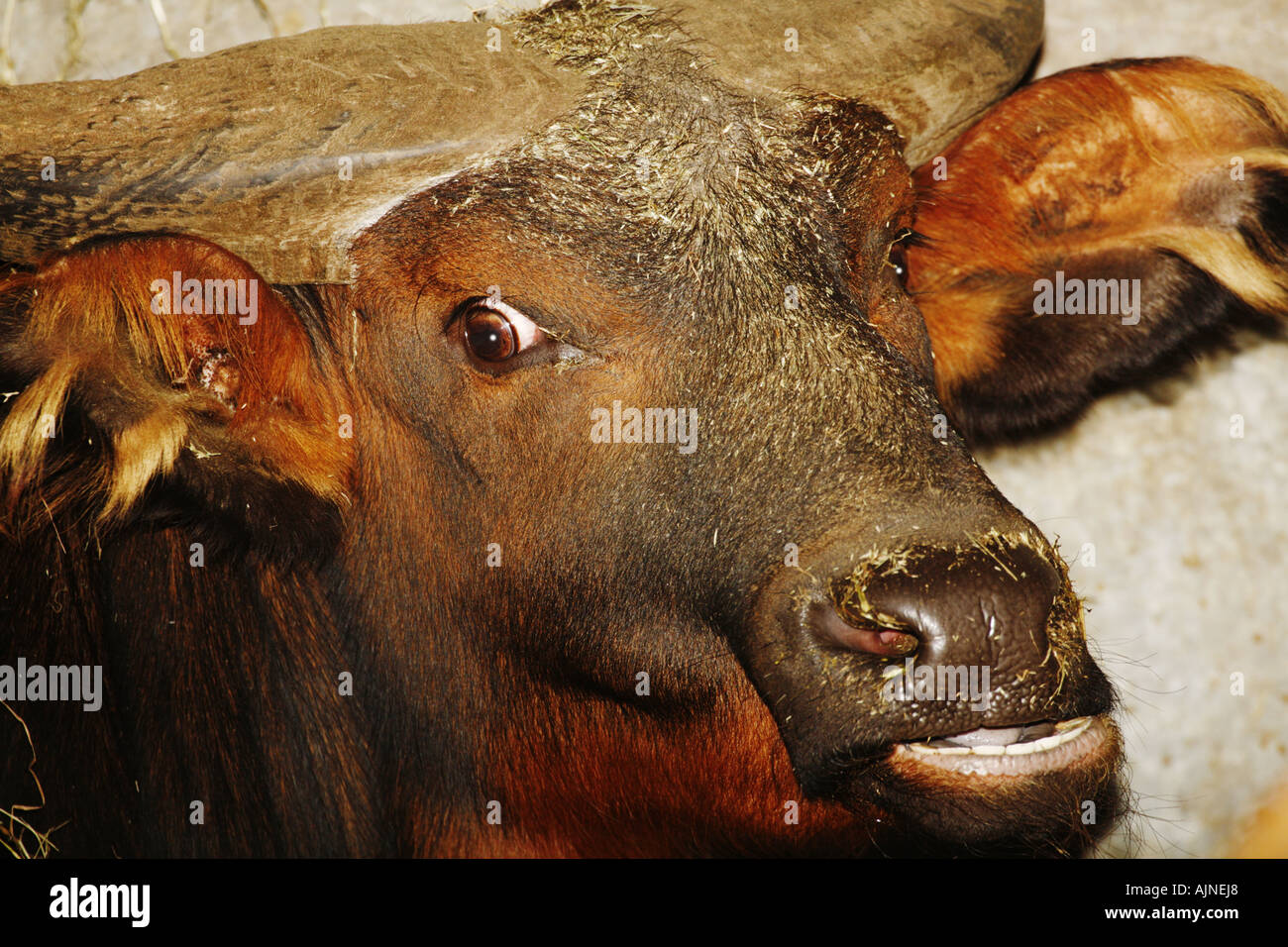 Chester zoo congo buffalo hi-res stock photography and images - Alamy