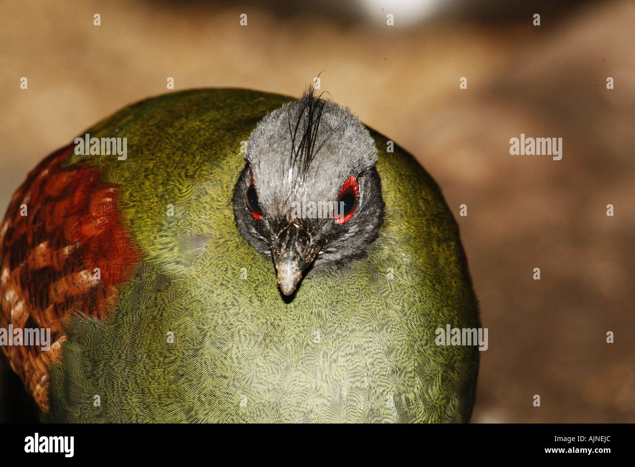 Crested Wood Partridge Rollulus roulroul Roul roul Red crowned Green ...