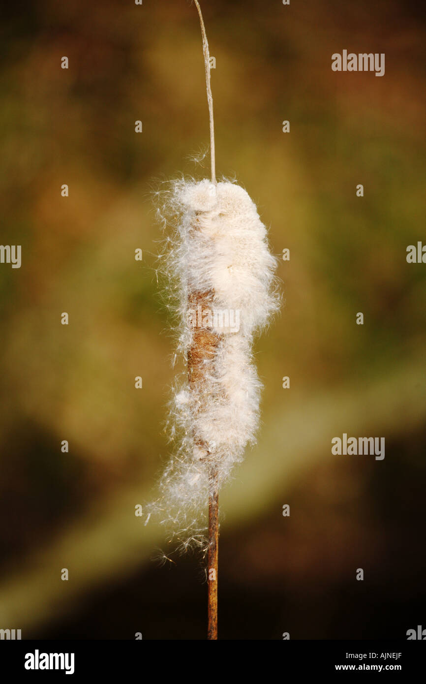 Reedmace seeding head Stock Photo - Alamy