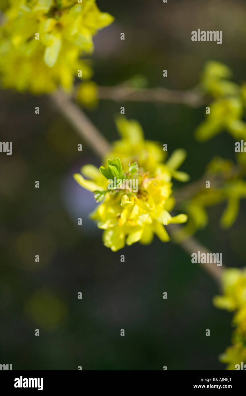 New England garden spring blooms Stock Photo - Alamy