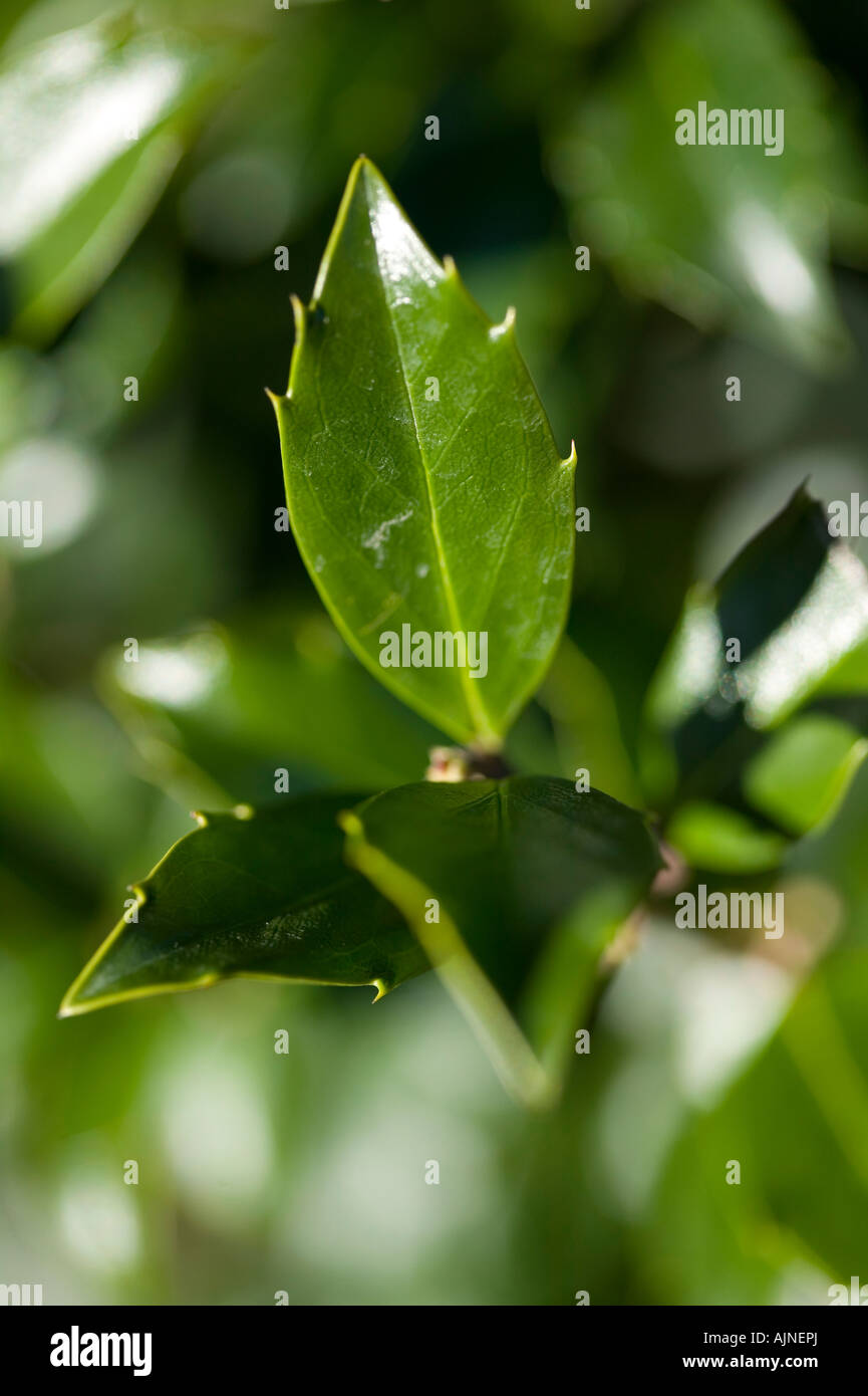 New England garden spring blooms Stock Photo - Alamy