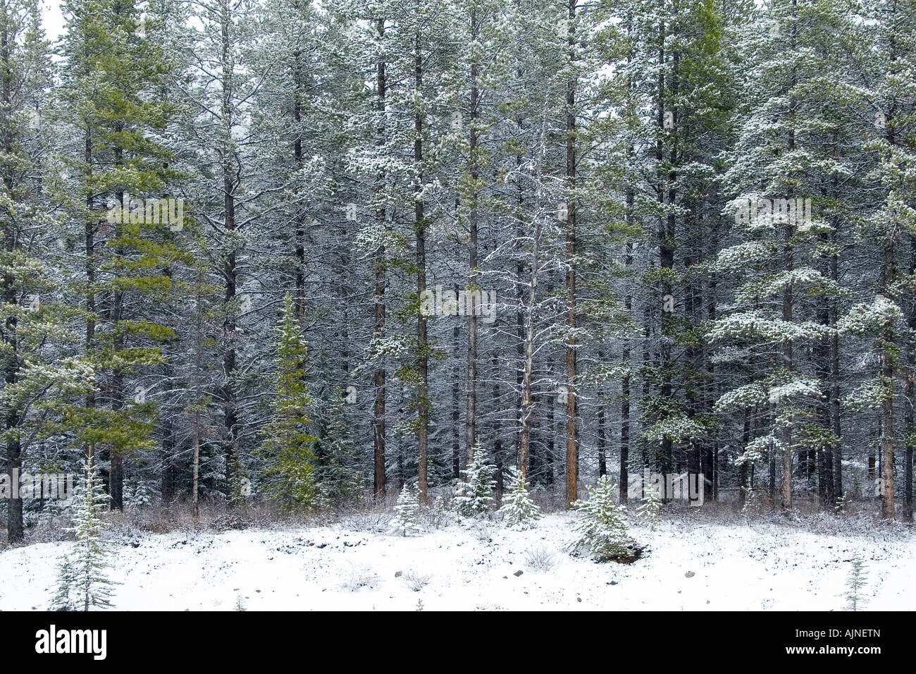 After the snowfall hi-res stock photography and images - Alamy