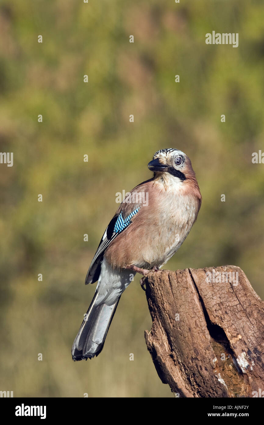 Jay bird uk hi-res stock photography and images - Alamy