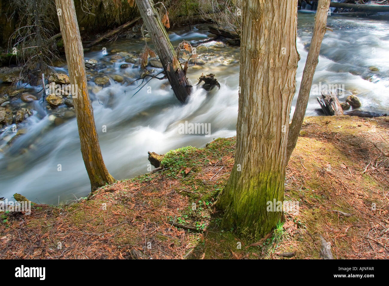 Forest stream flowing with trees Stock Photo - Alamy