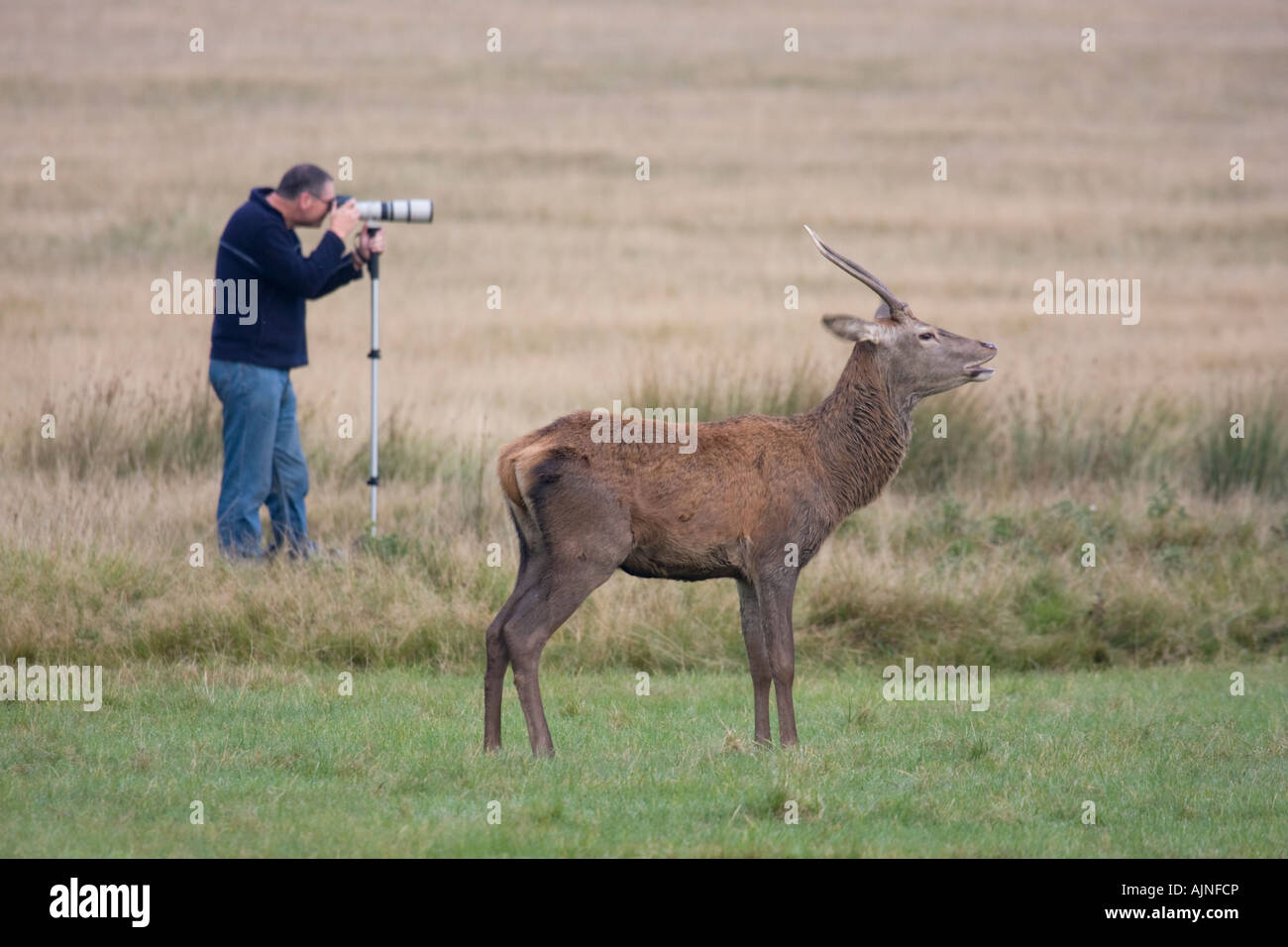 Wildlife photographer and fawn red deer Richmond Park London UK Stock ...
