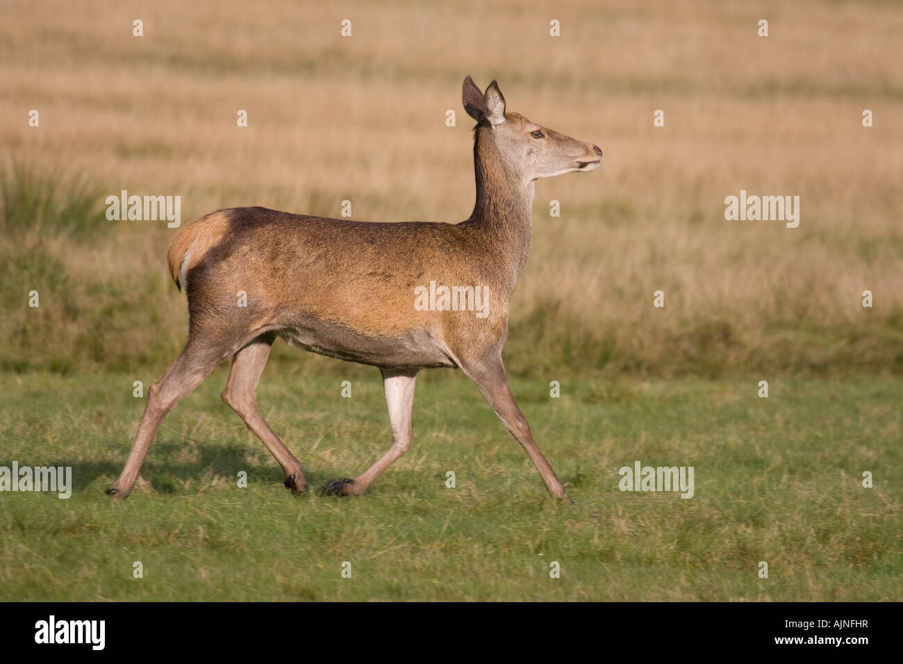 Red doe deer running Richmond Park London England UK Stock Photo - Alamy