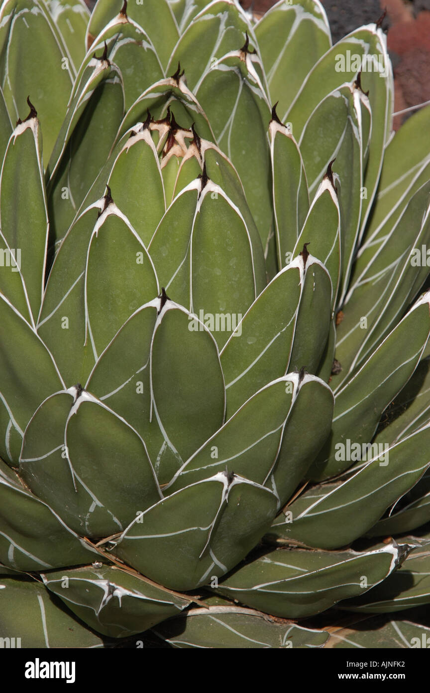 Queen Victoria Agave Stock Photo - Alamy