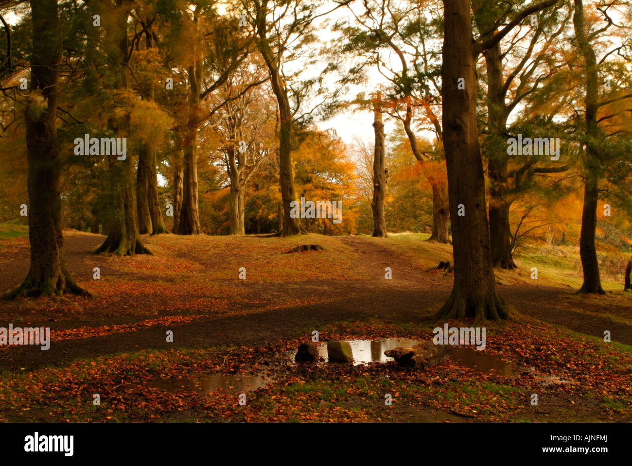 Woods on corstorphine hill edinburgh hi-res stock photography and ...