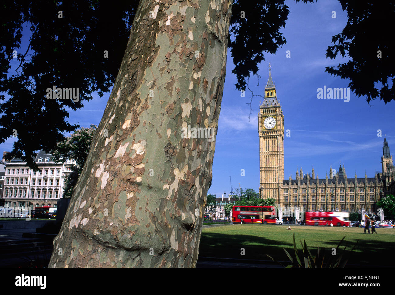Tree trunk and Big Ben from Parliament Square in London city England UK ...