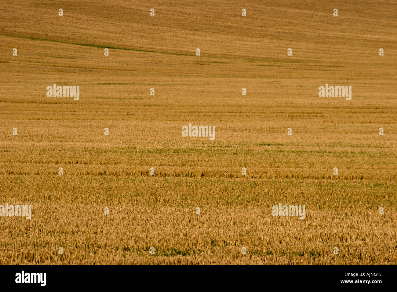 Corn field in back ground hi-res stock photography and images - Alamy