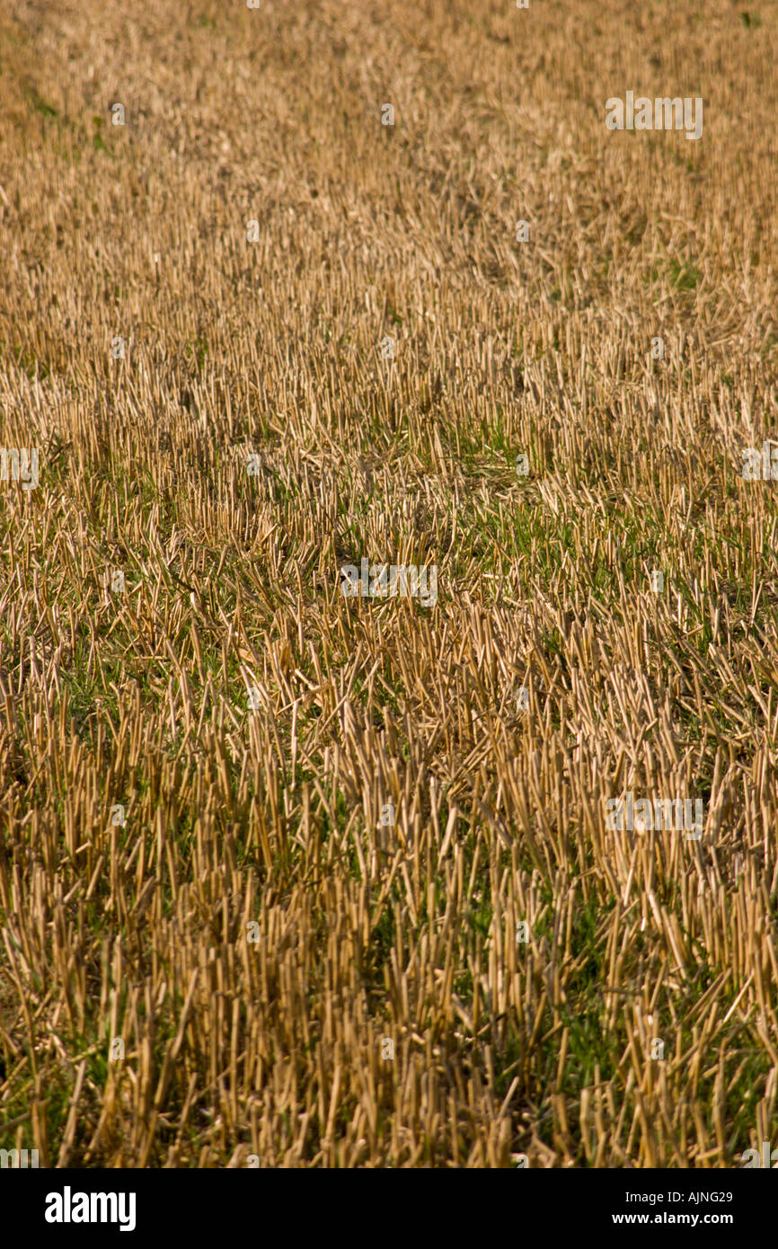 colour image off looking across a corn field in the countryside corn is ...
