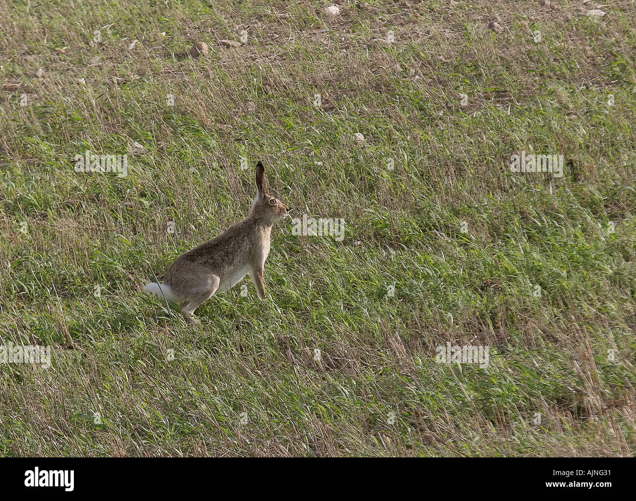 White-tailed Jackrabbit starting a leap to escape being photographed in ...
