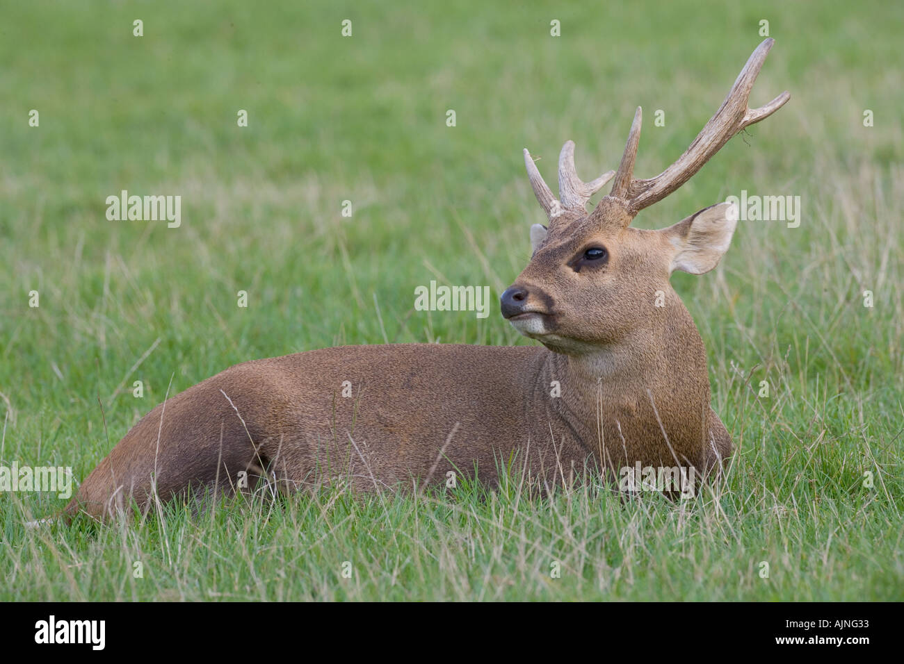 Hog Deer Cervus porcinus Male Stock Photo - Alamy