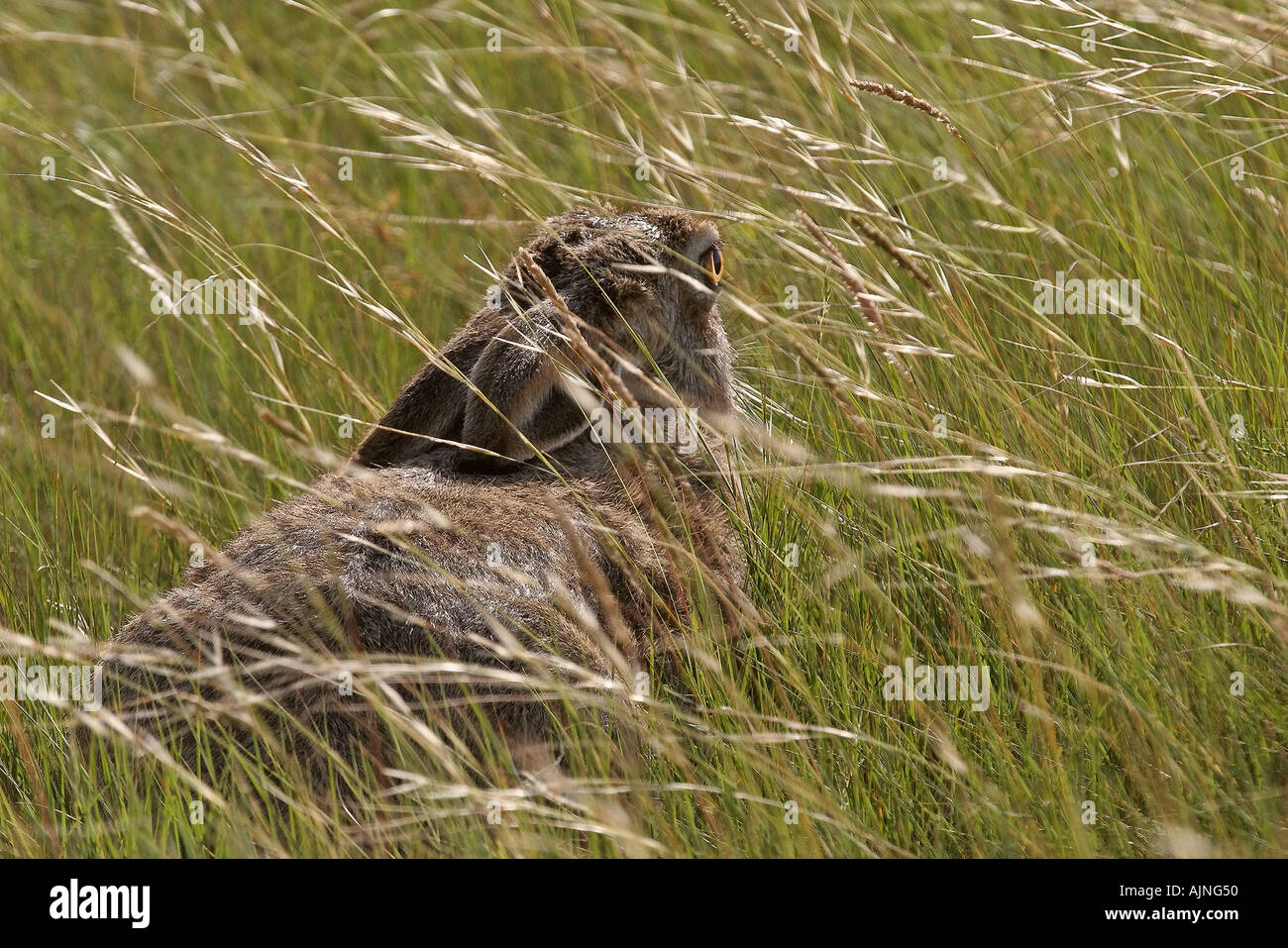 White tailed jackrabbits hi-res stock photography and images - Alamy