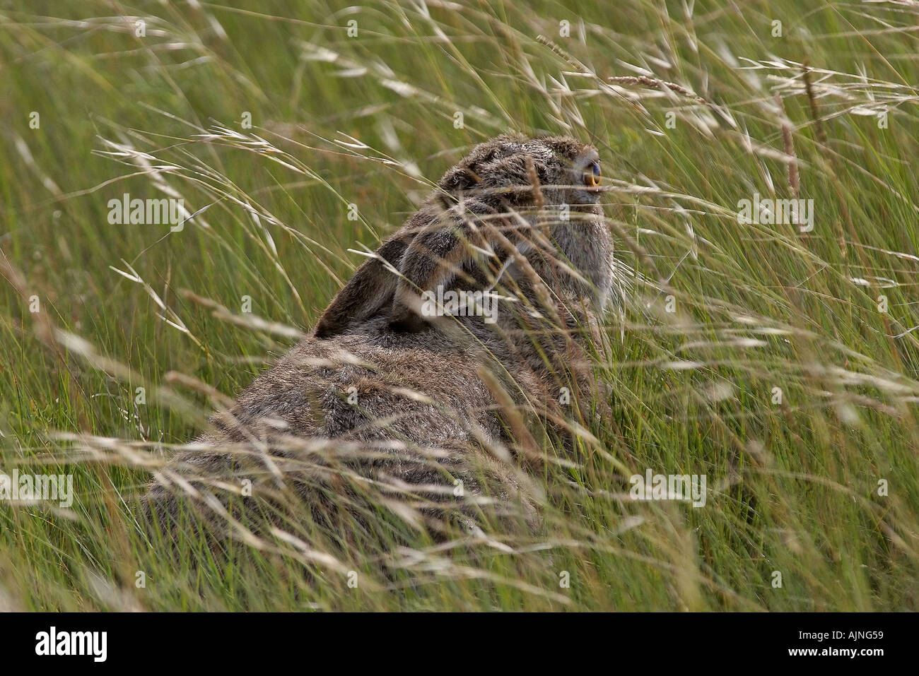 White tailed jackrabbits hi-res stock photography and images - Alamy