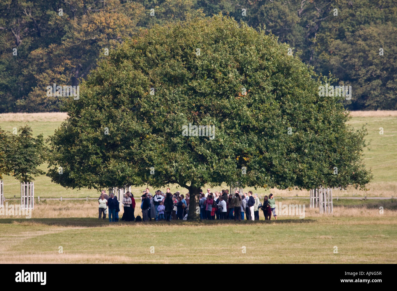 Group of people under a tree Richmond Park, London, UK Stock Photo - Alamy