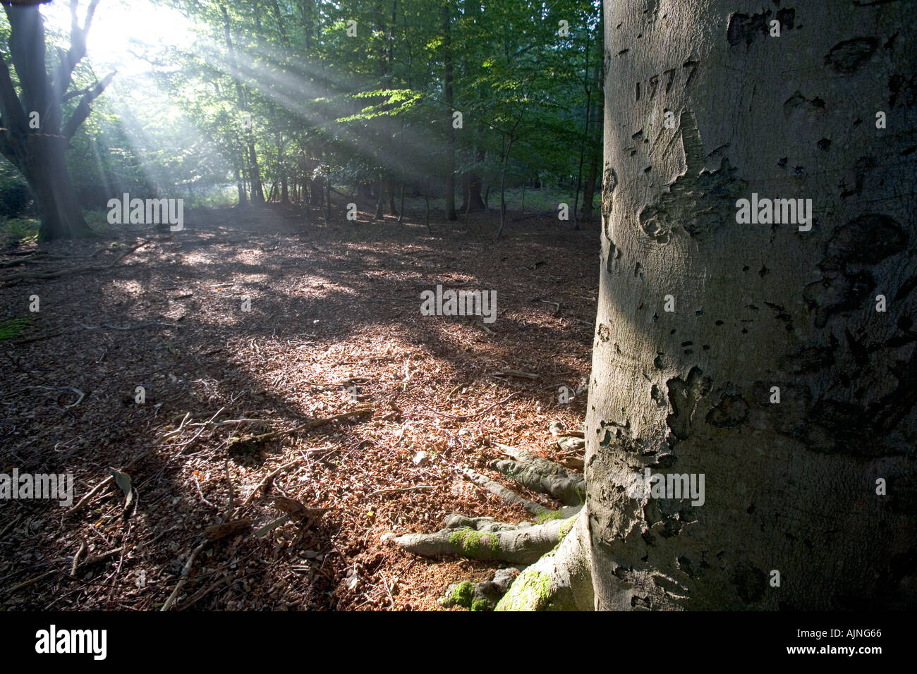 Ashridge estate hertfordshire deer hi-res stock photography and images ...