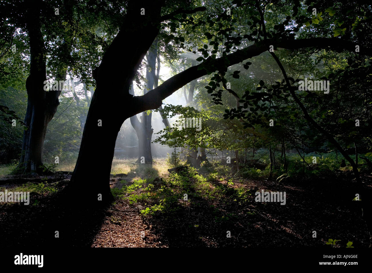 Old beeches at hi-res stock photography and images - Alamy