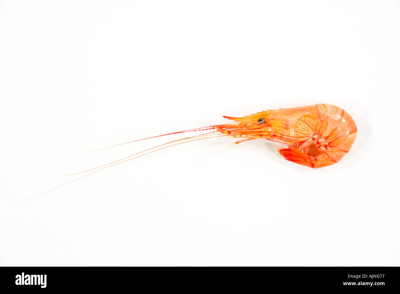 Single cooked prawn with antennae intact on white background Stock ...