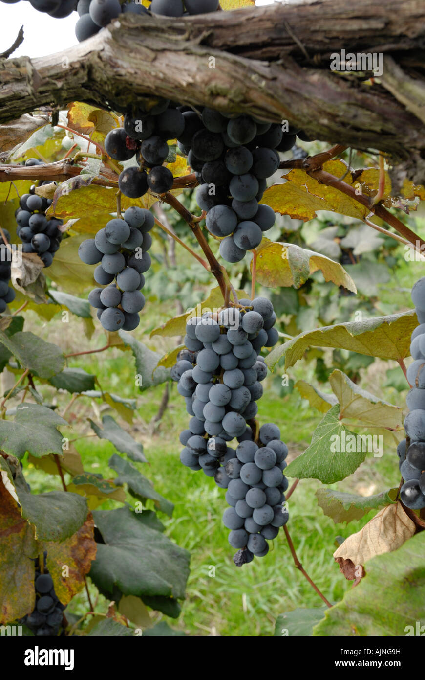 Ripe Concord Grape cluster on the vine Stock Photo - Alamy