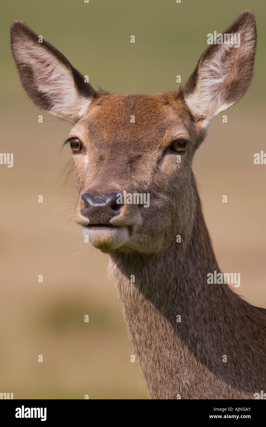 Deer uk hi-res stock photography and images - Alamy