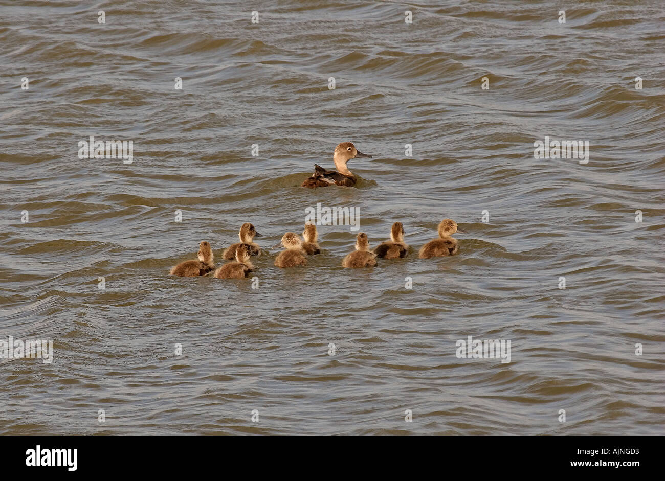 Blue winged Teal hen with ducklings in scenic Southern Saskatchewan ...