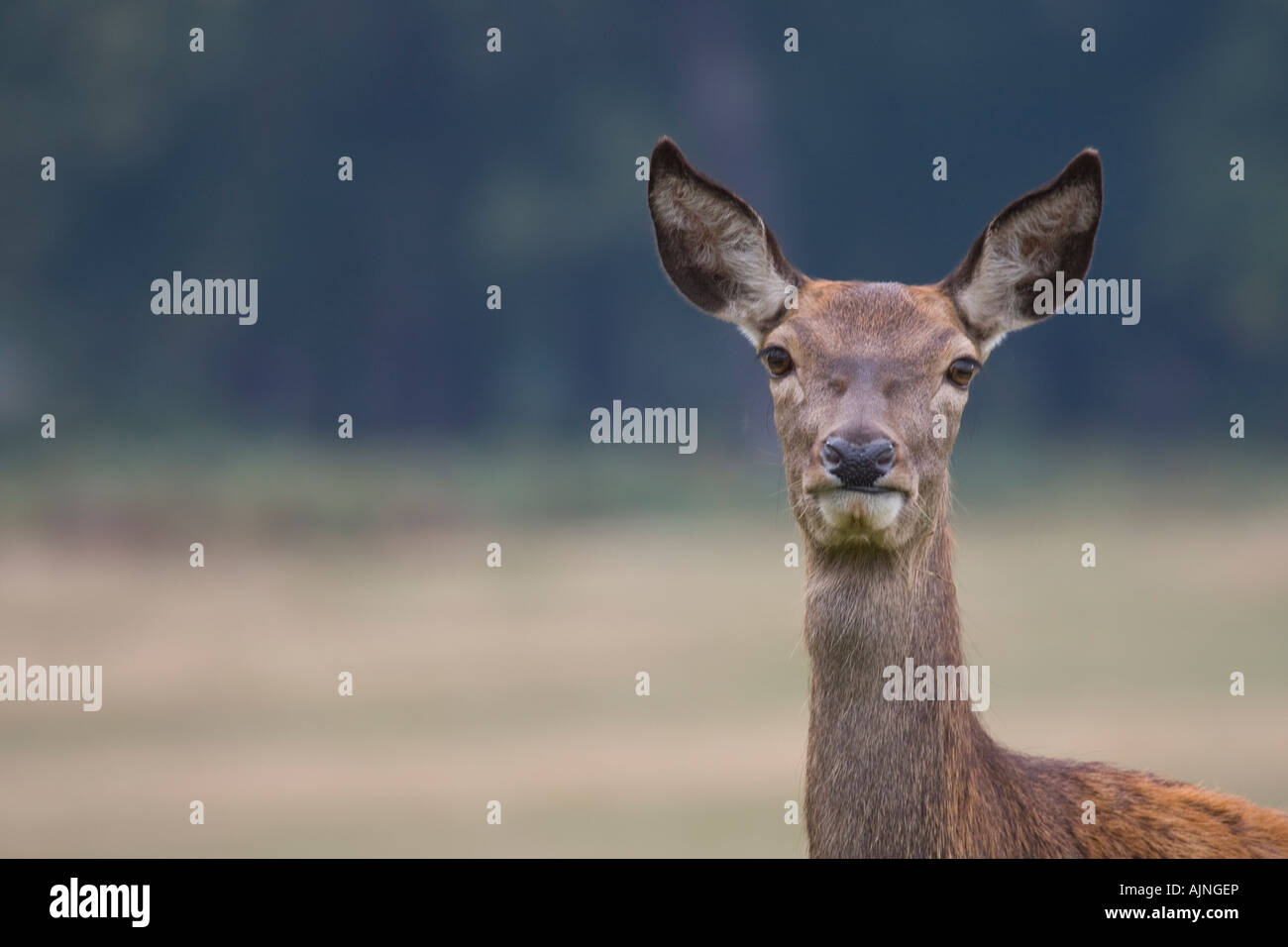 Red female deer Richmond Park London England UK Stock Photo - Alamy