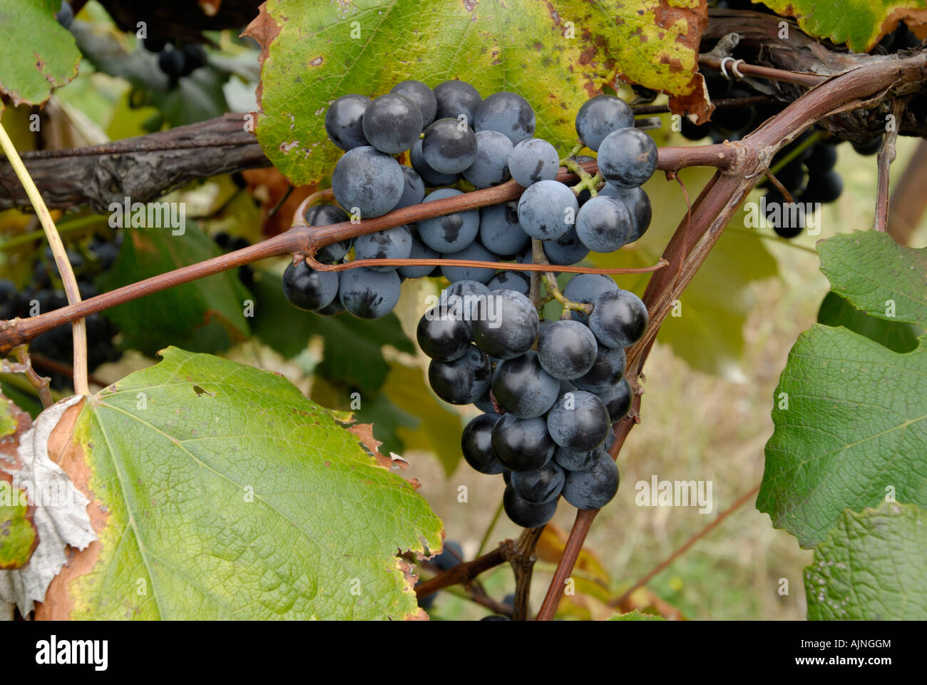 Concord Grape Clusters