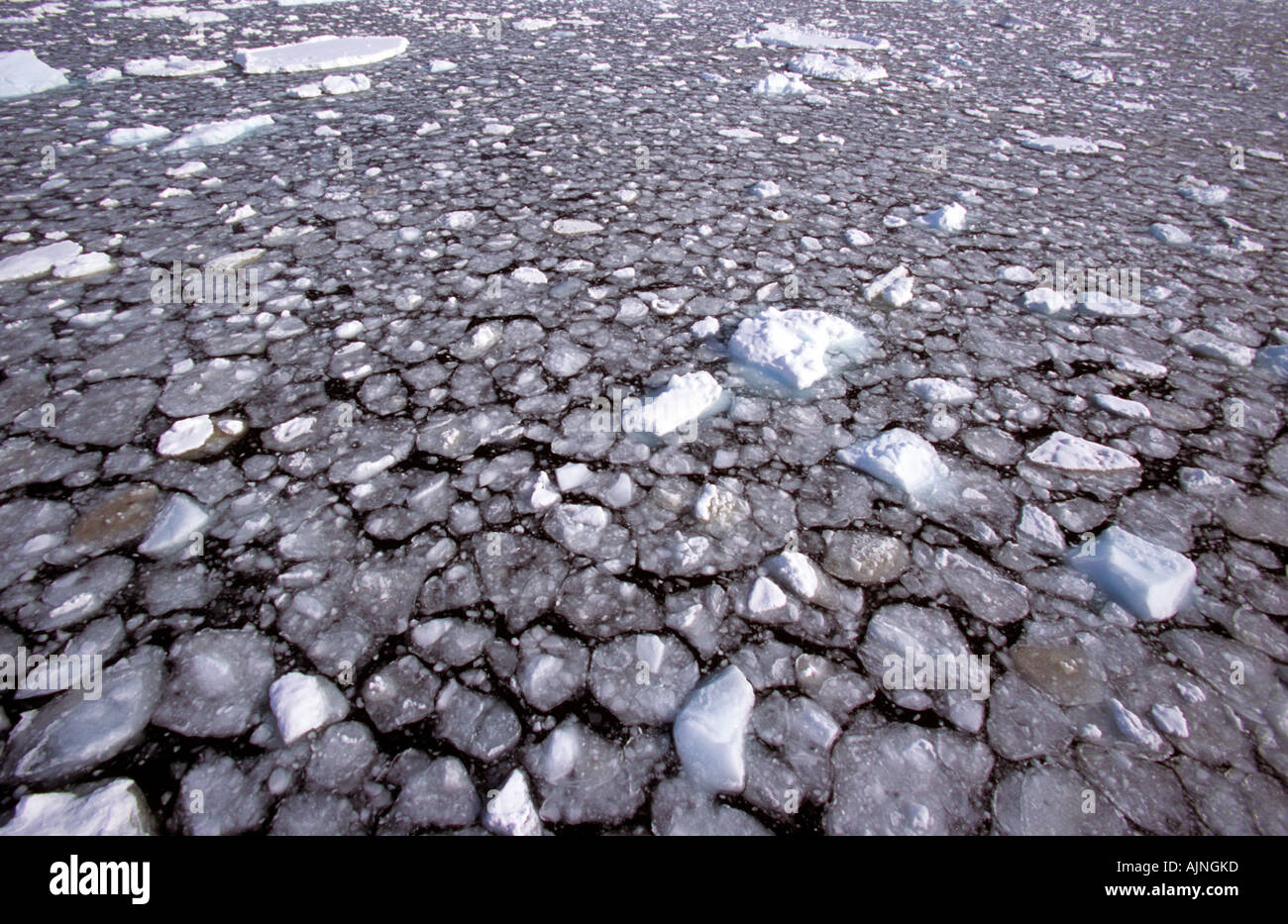 Pancake Ice Antarctic Peninsula, Antarctica Stock Photo - Alamy