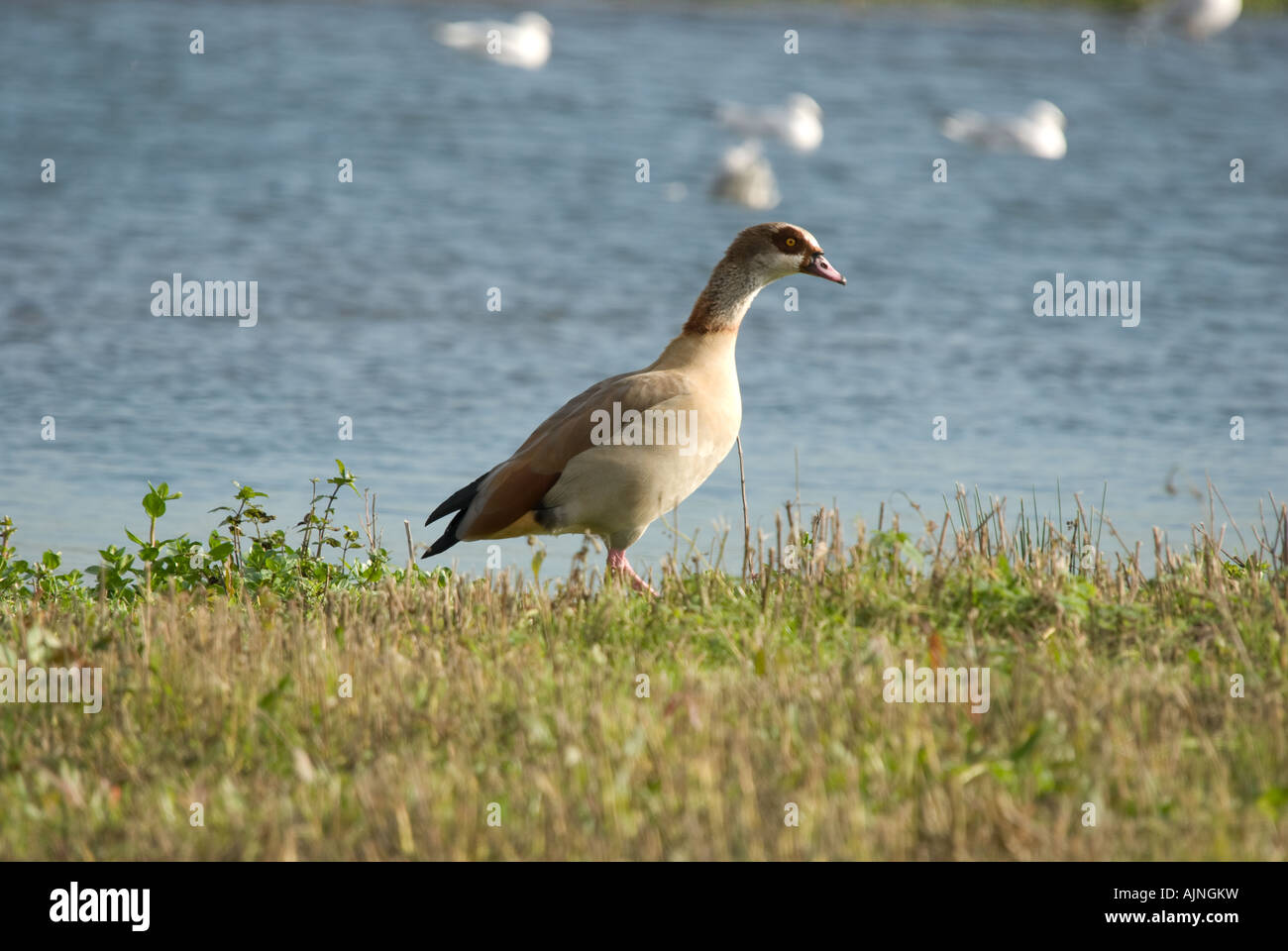 Egyptian Goose Alopochen aegyptiaca Stock Photo - Alamy