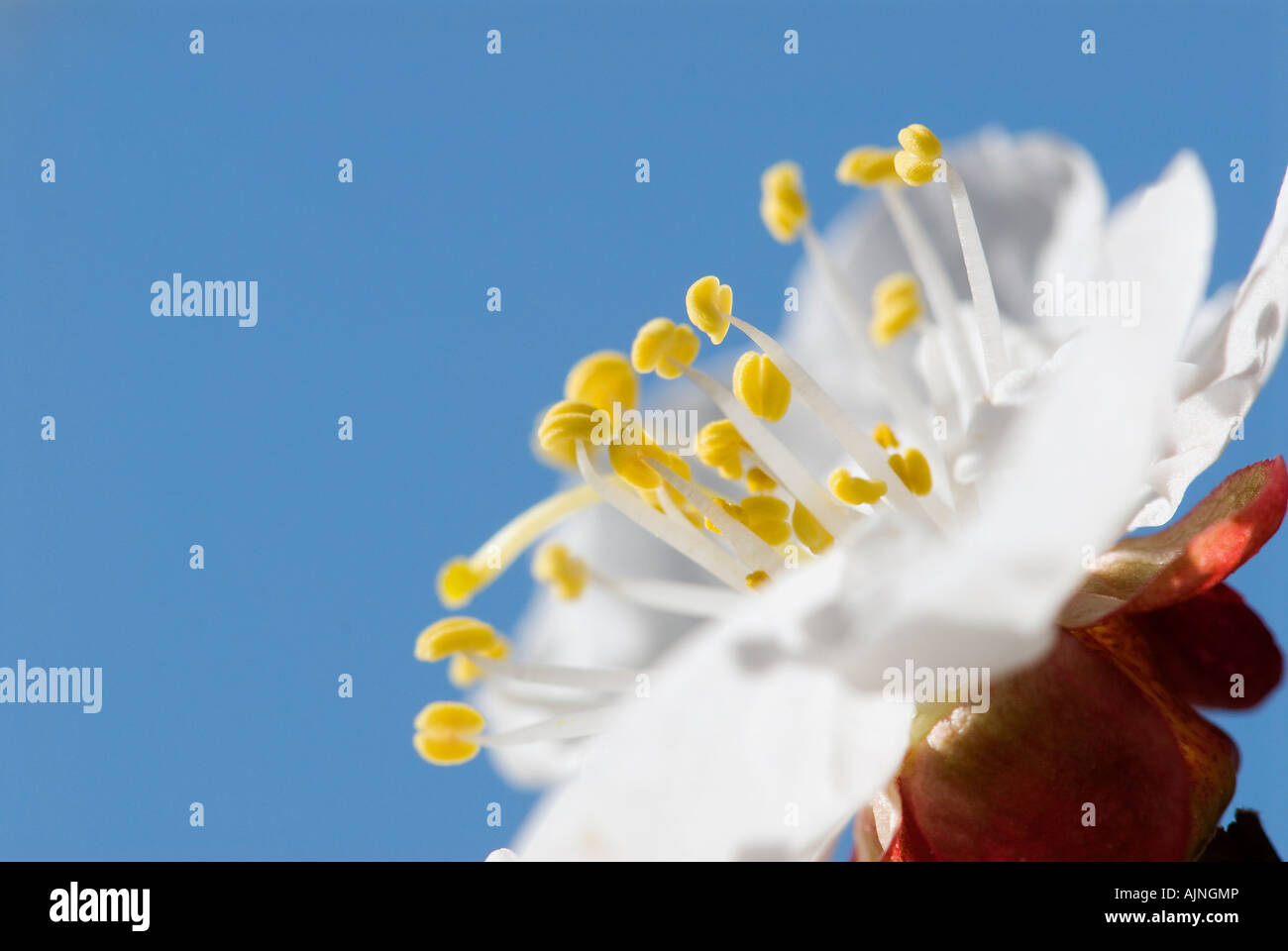 Apricot growing inside hi-res stock photography and images - Alamy