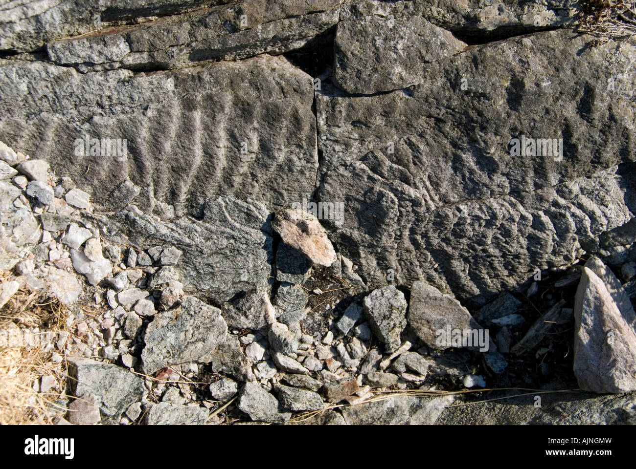 Ancient ripples in sandstone, on the Maumturk Mountains, County Galway ...