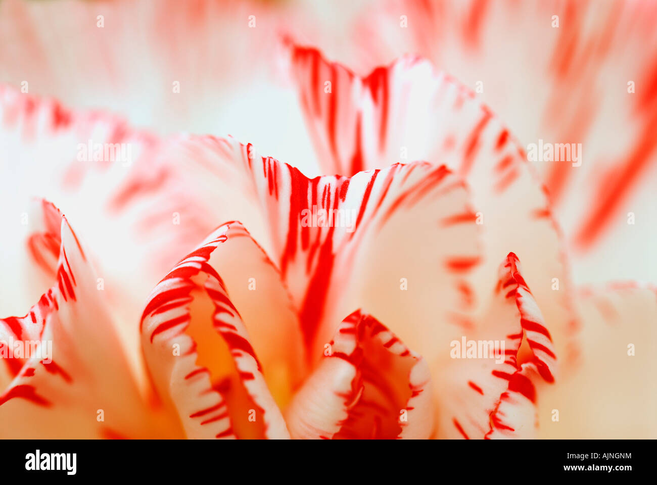 Petals of carnation flower Stock Photo - Alamy