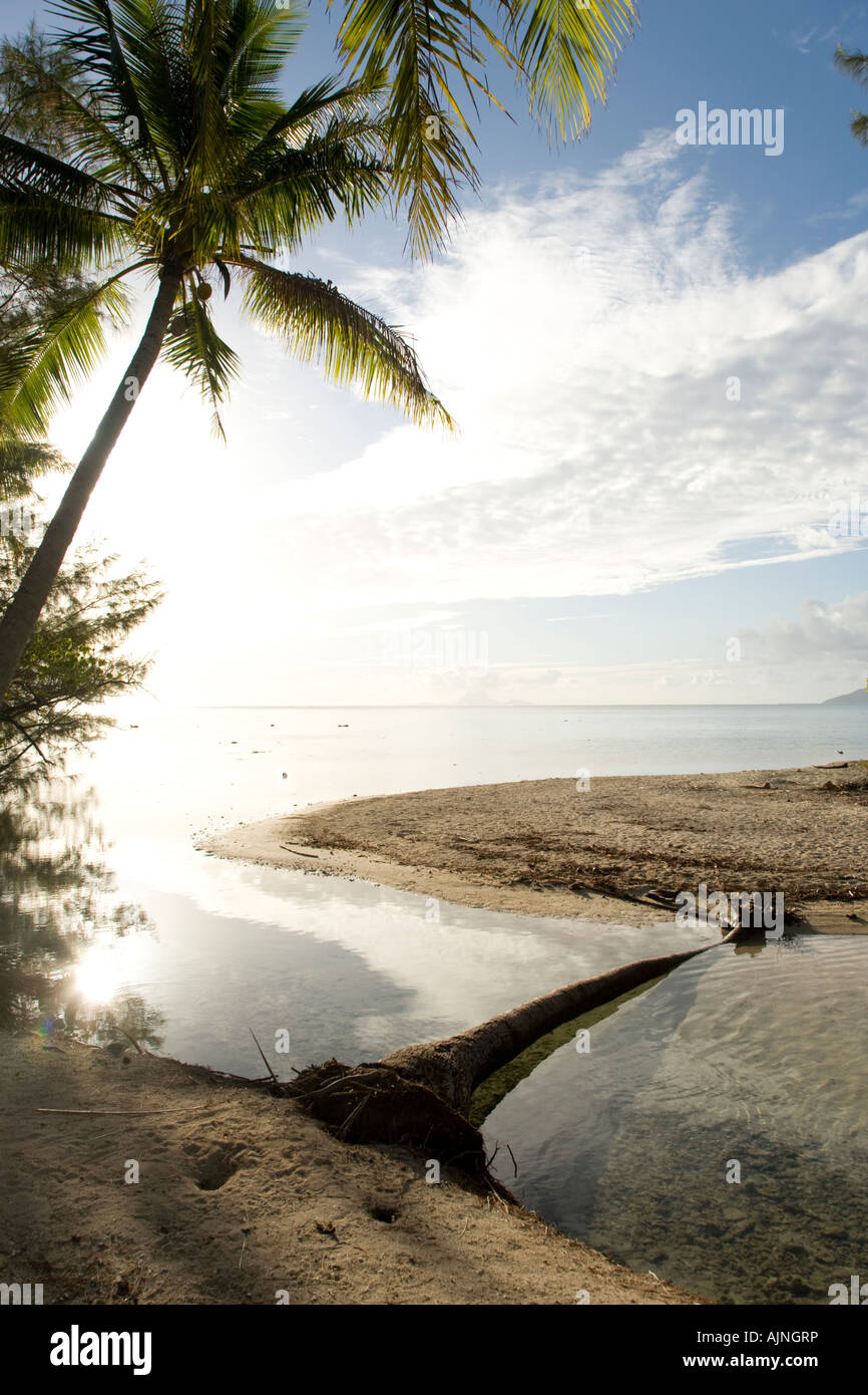 Fallen palm tree trunk acting as a bridge between two small islands ...