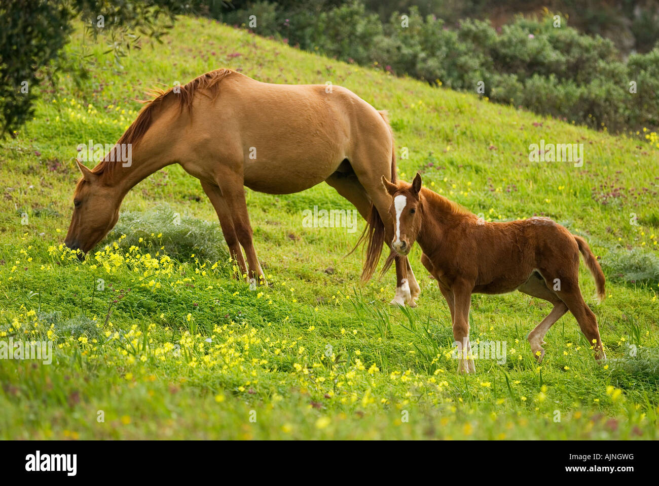Horse standing sideview hi-res stock photography and images - Alamy